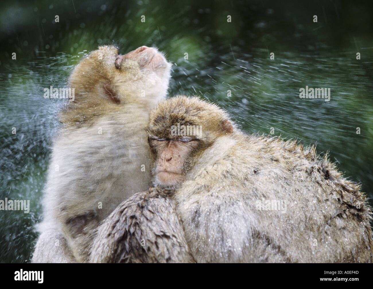 Barbary apes rhesus macaques shaking water from themselves Stock Photo ...