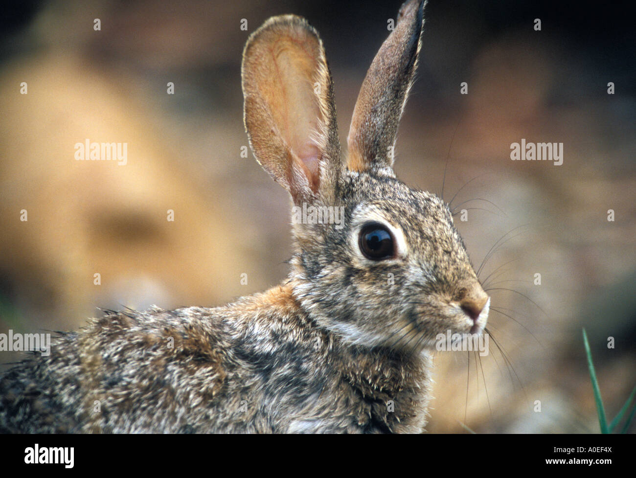 Cotton tail hi-res stock photography and images - Alamy