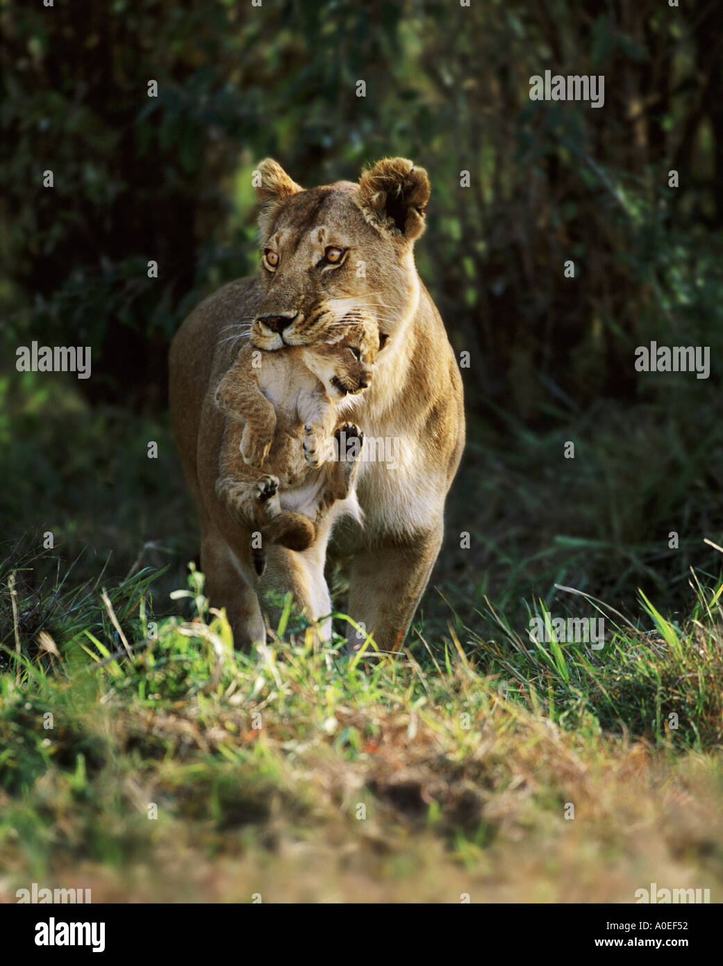 Lioness Carrying Cub High Resolution Stock Photography and Images - Alamy