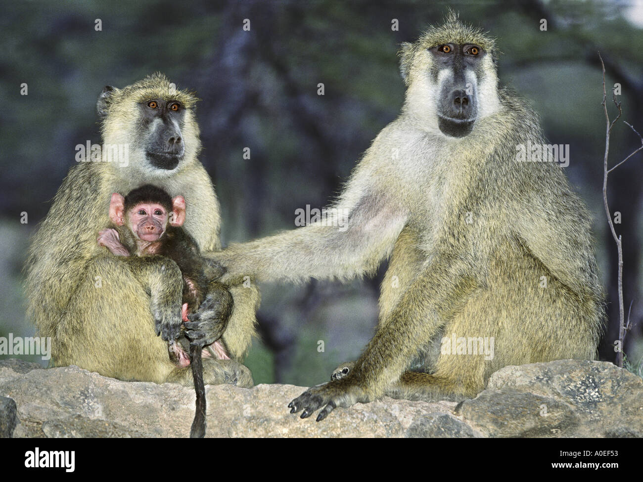 Baboon family hi-res stock photography and images - Alamy