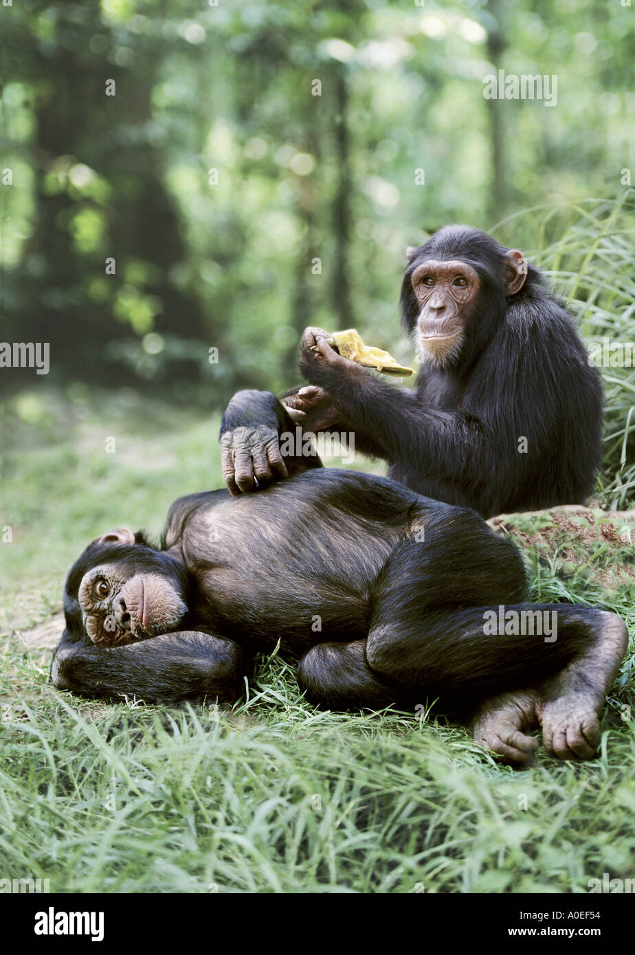 Chimps eating hi-res stock photography and images - Alamy