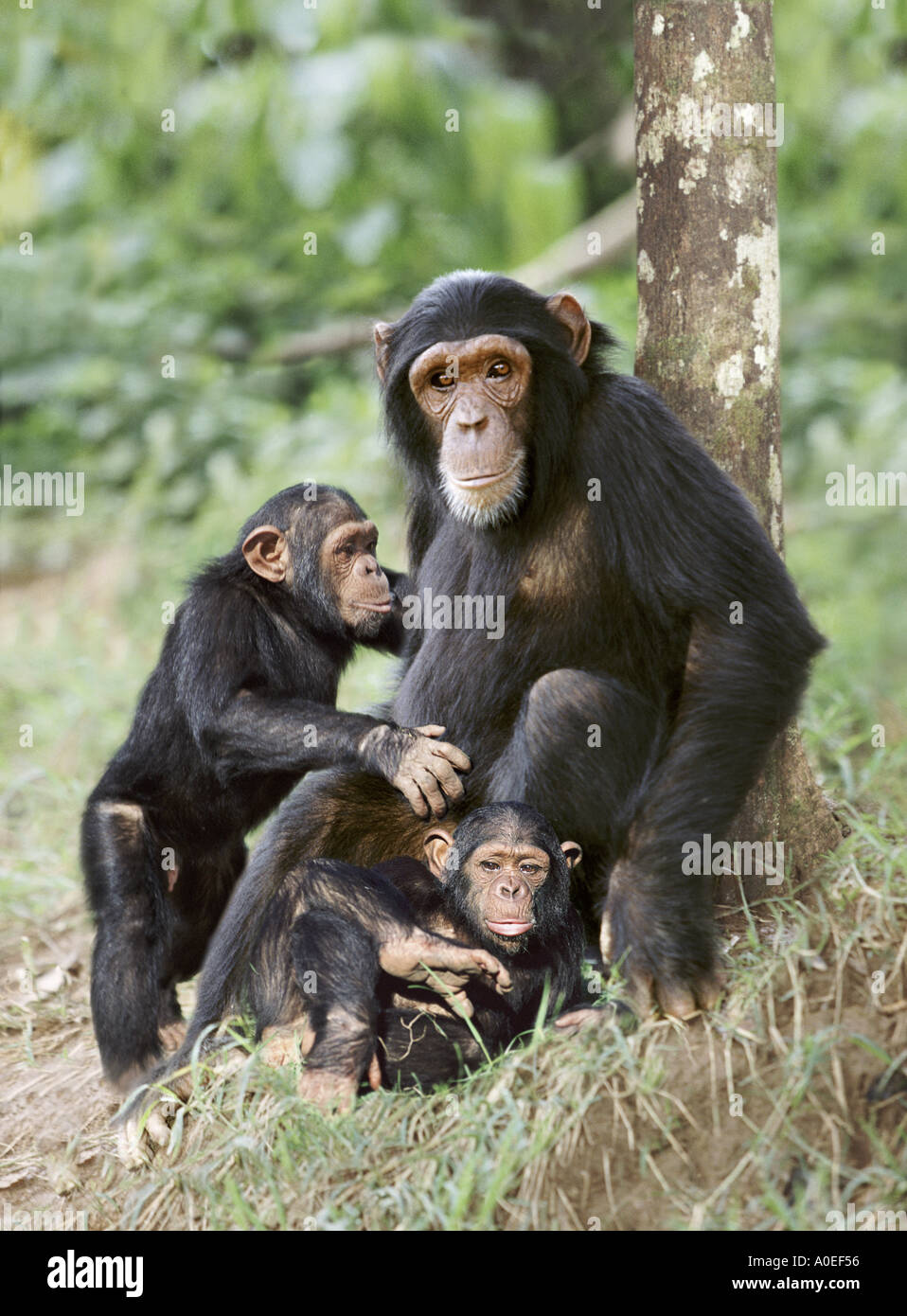 Three young chimpanzees at hi-res stock photography and images - Alamy