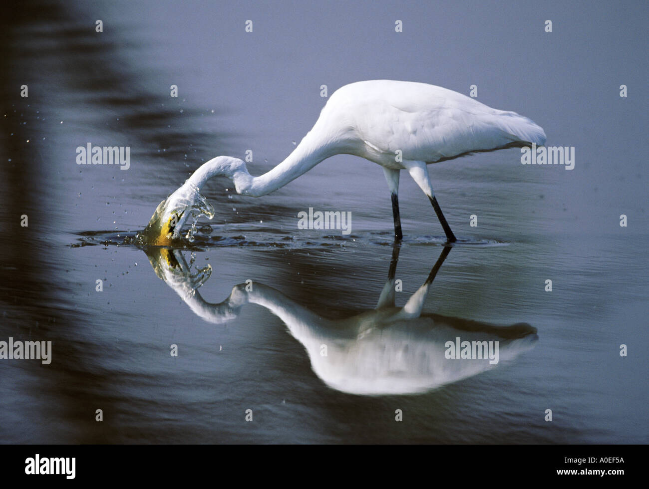 Fishing the okavango hi-res stock photography and images - Alamy
