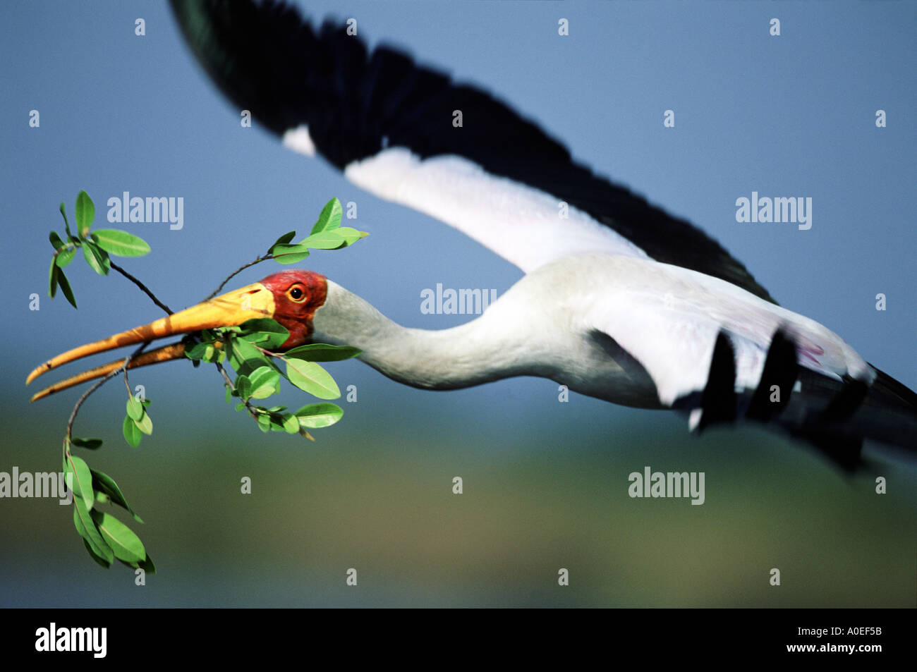 Yellow billed stork collecting nest building materials Okavango Delta ...