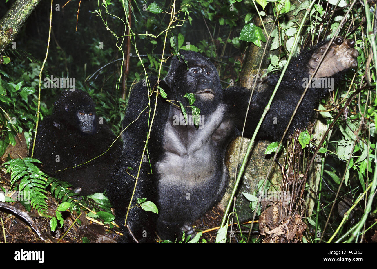 Pair of Mountain gorillas in the crater of an extinct volcano in the ...