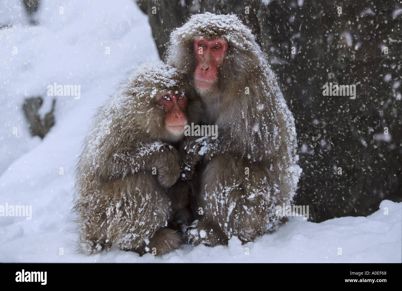 Snow monkeys huddled together Jigokudani National Park Japan Stock ...