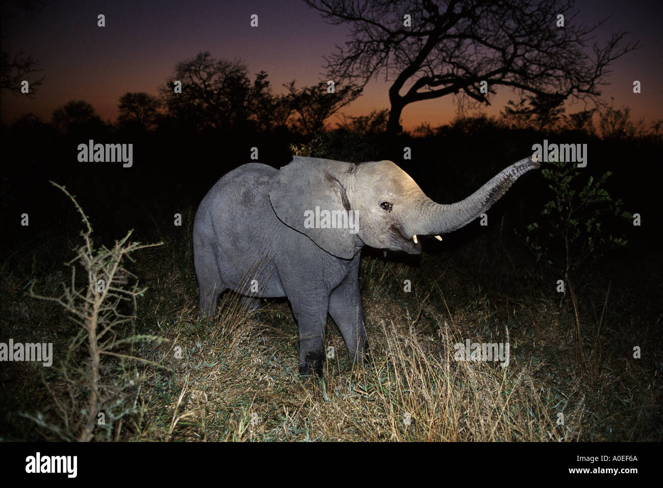 Night time animals hi-res stock photography and images - Alamy