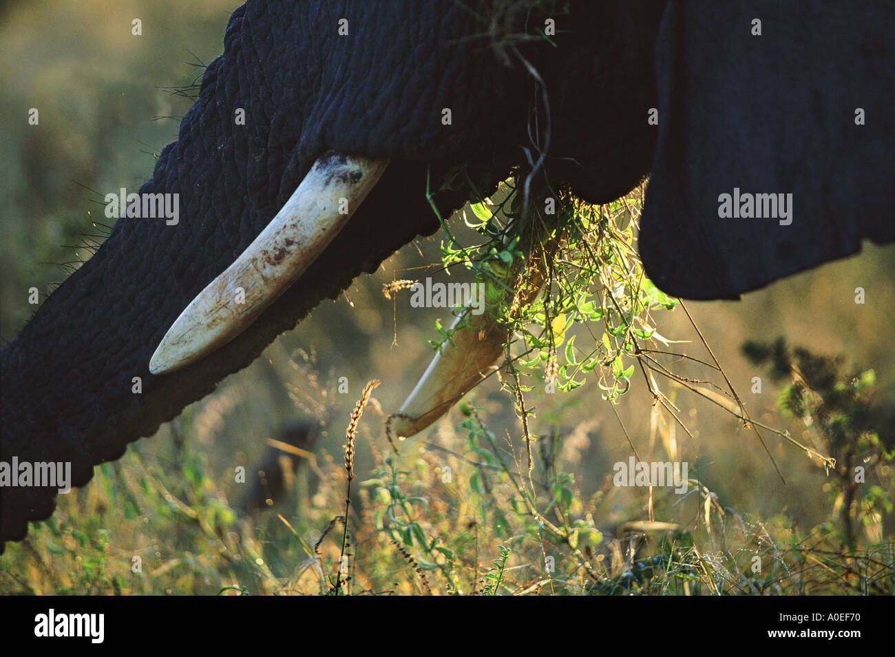 African elephant feeding South Africa Stock Photo - Alamy