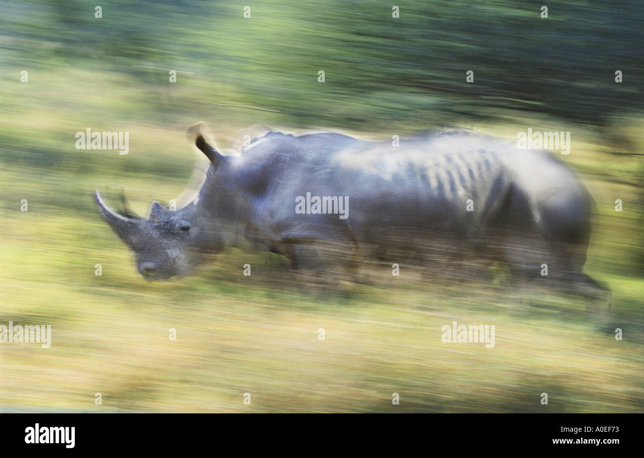 Black rhinoceros running hi-res stock photography and images - Alamy