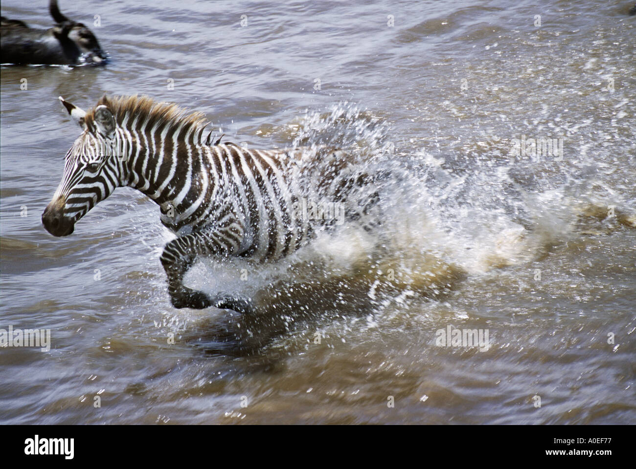 Zebra crossing Mara river during the Great Migration Kenya Stock Photo ...