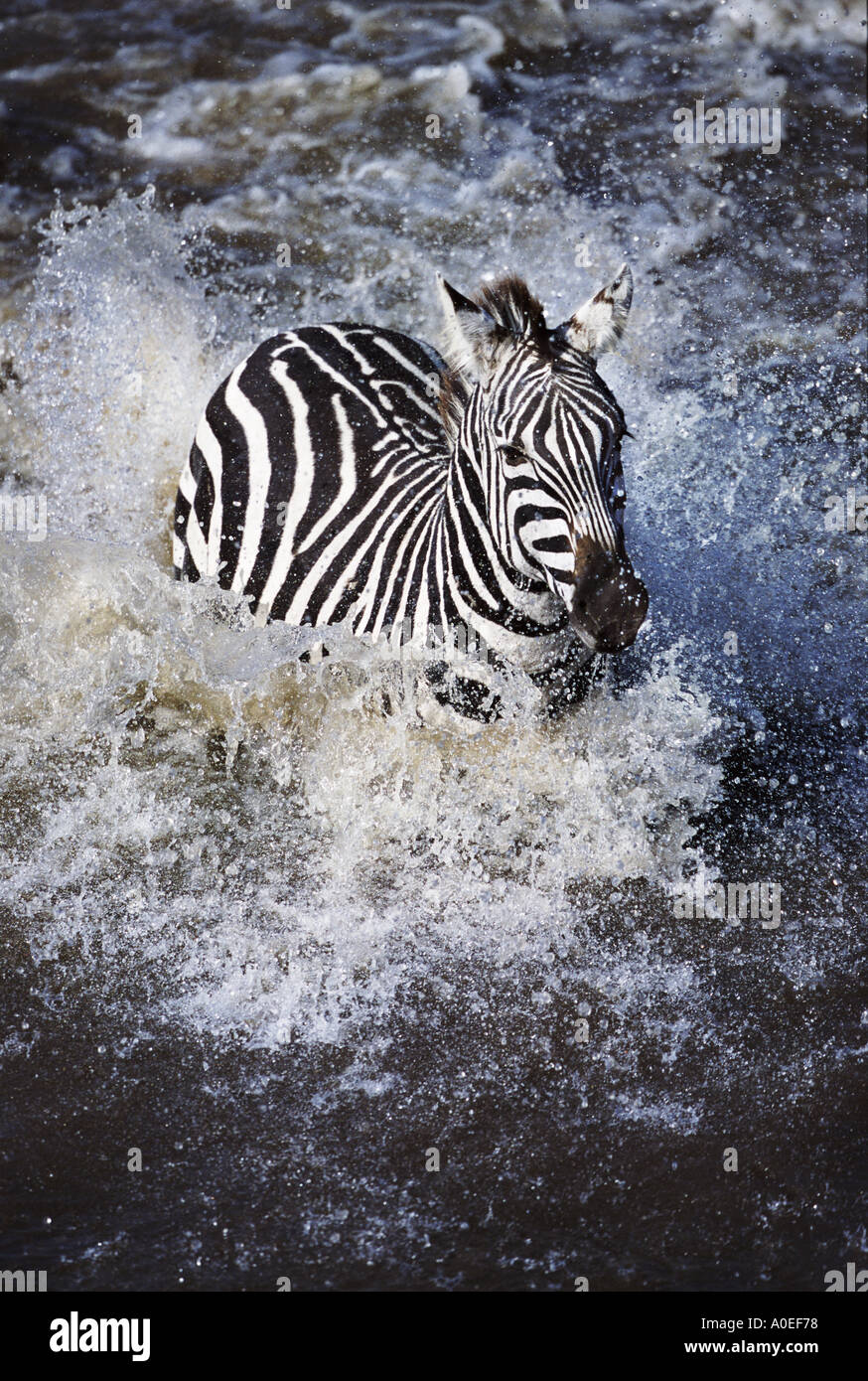 Zebra crossing Mara river during the Great Migration Kenya Stock Photo ...