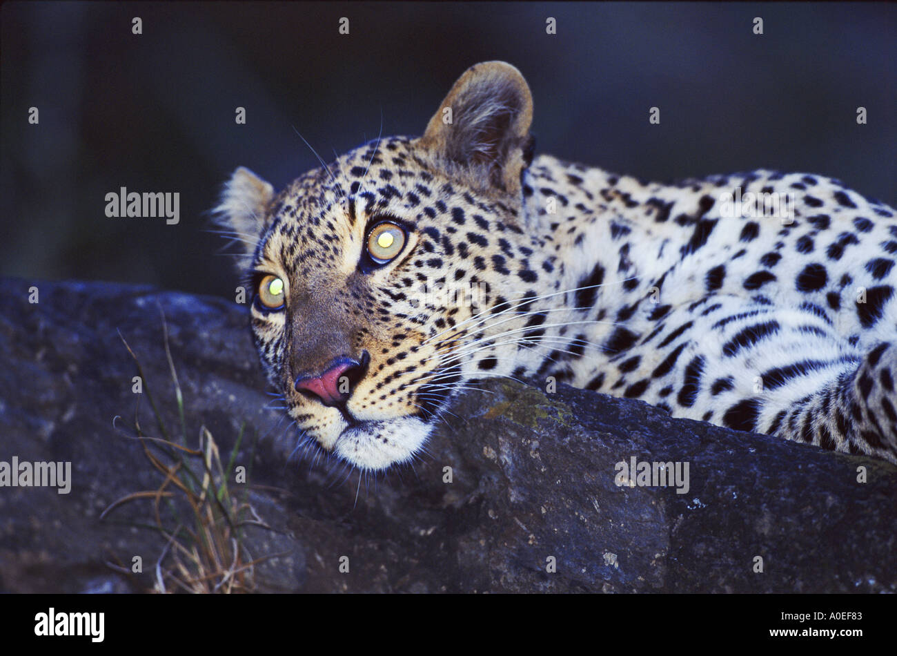 Leopard hunting at night hi-res stock photography and images - Alamy