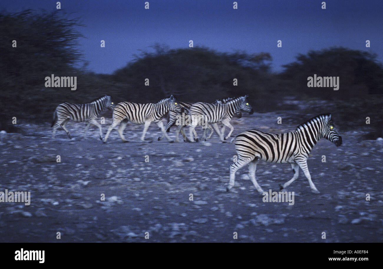 Night time animals hi-res stock photography and images - Alamy