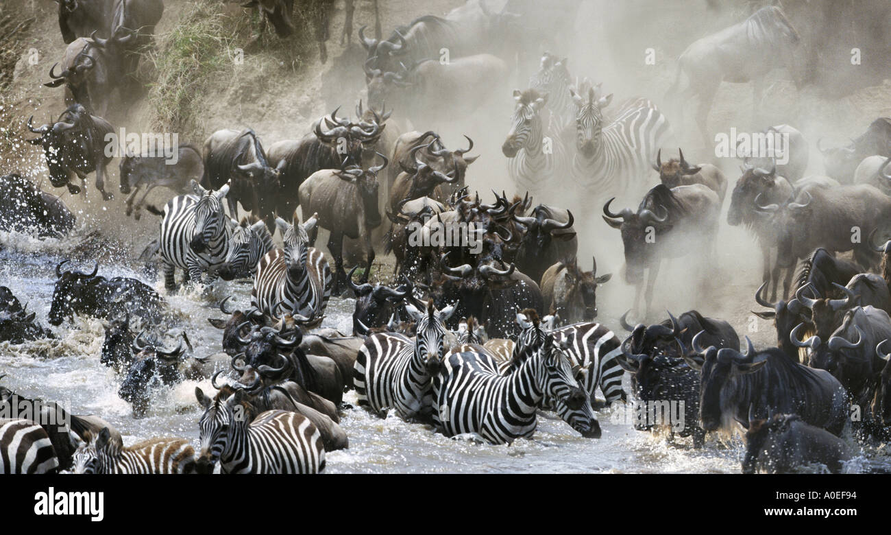 Wildebeest and zebra crossing Mara River Great Migration Kenya Stock ...