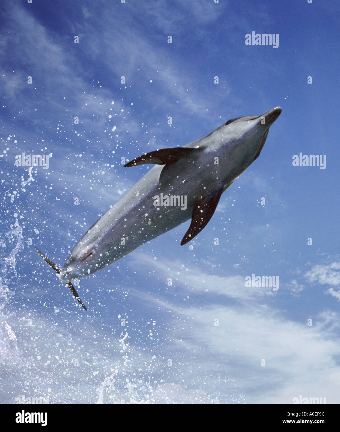 Bottlenose dolphin seen from below South Africa Stock Photo - Alamy
