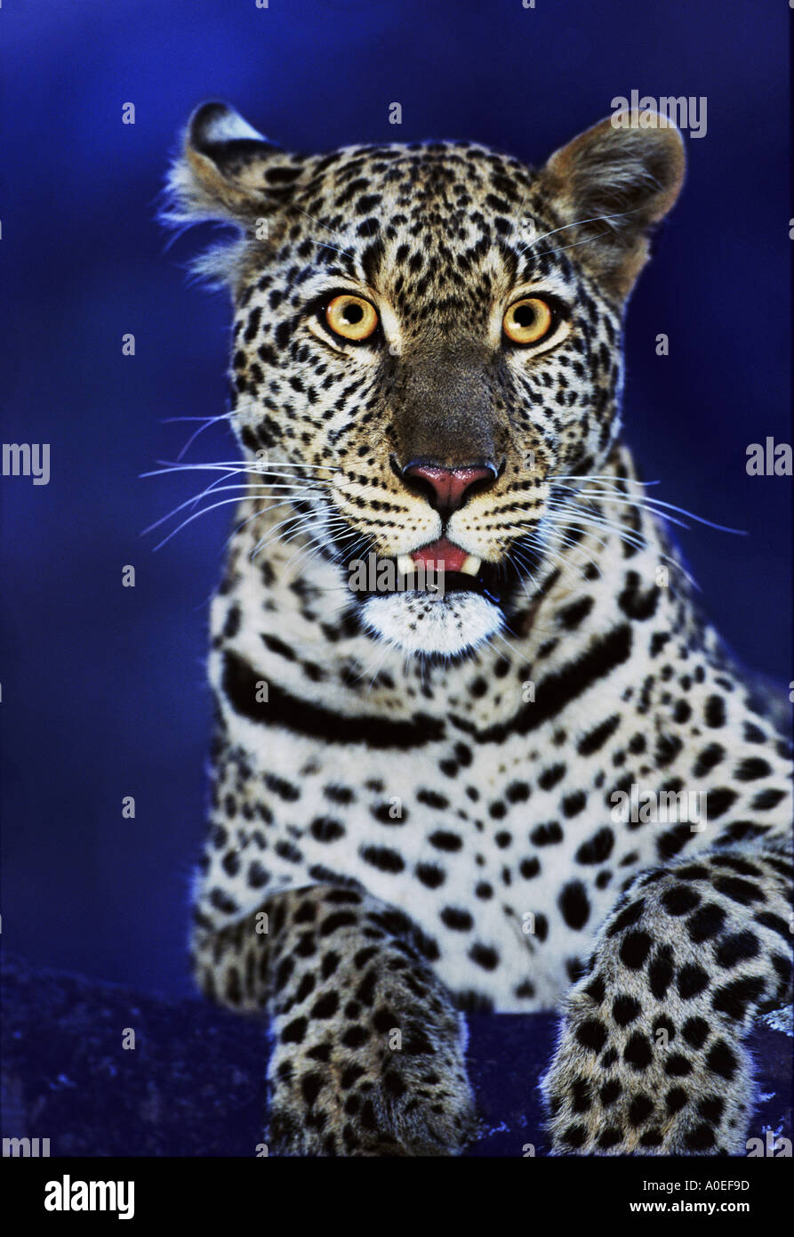 Leopard on alert hi-res stock photography and images - Alamy