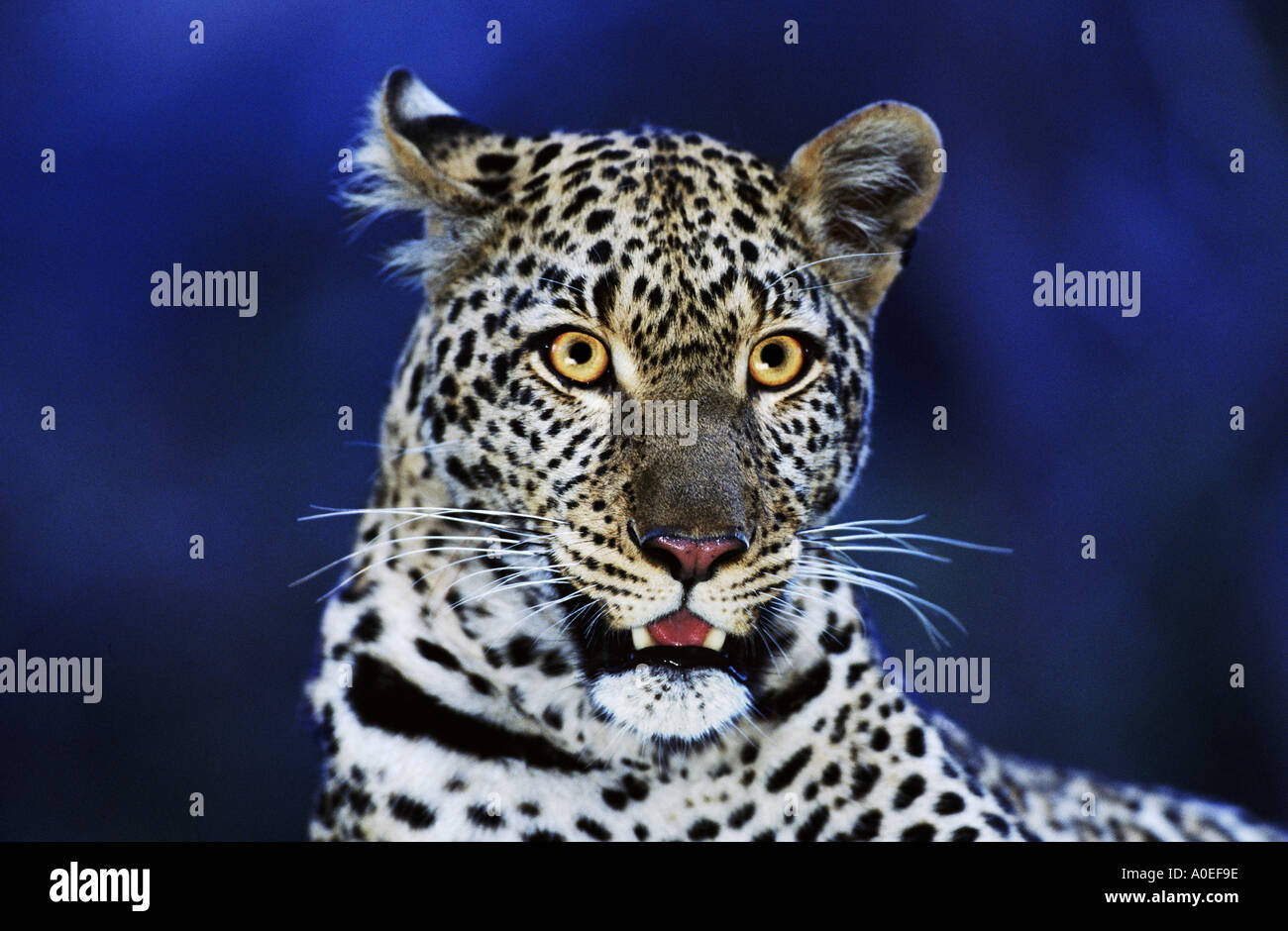 Leopard on alert at night Masai Mara Kenya Stock Photo - Alamy