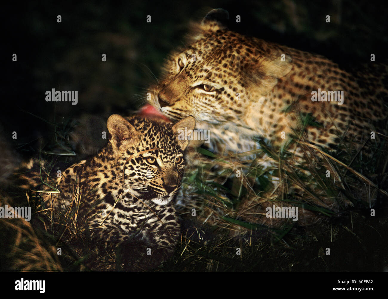 Leopard with her cub South Africa Stock Photo - Alamy