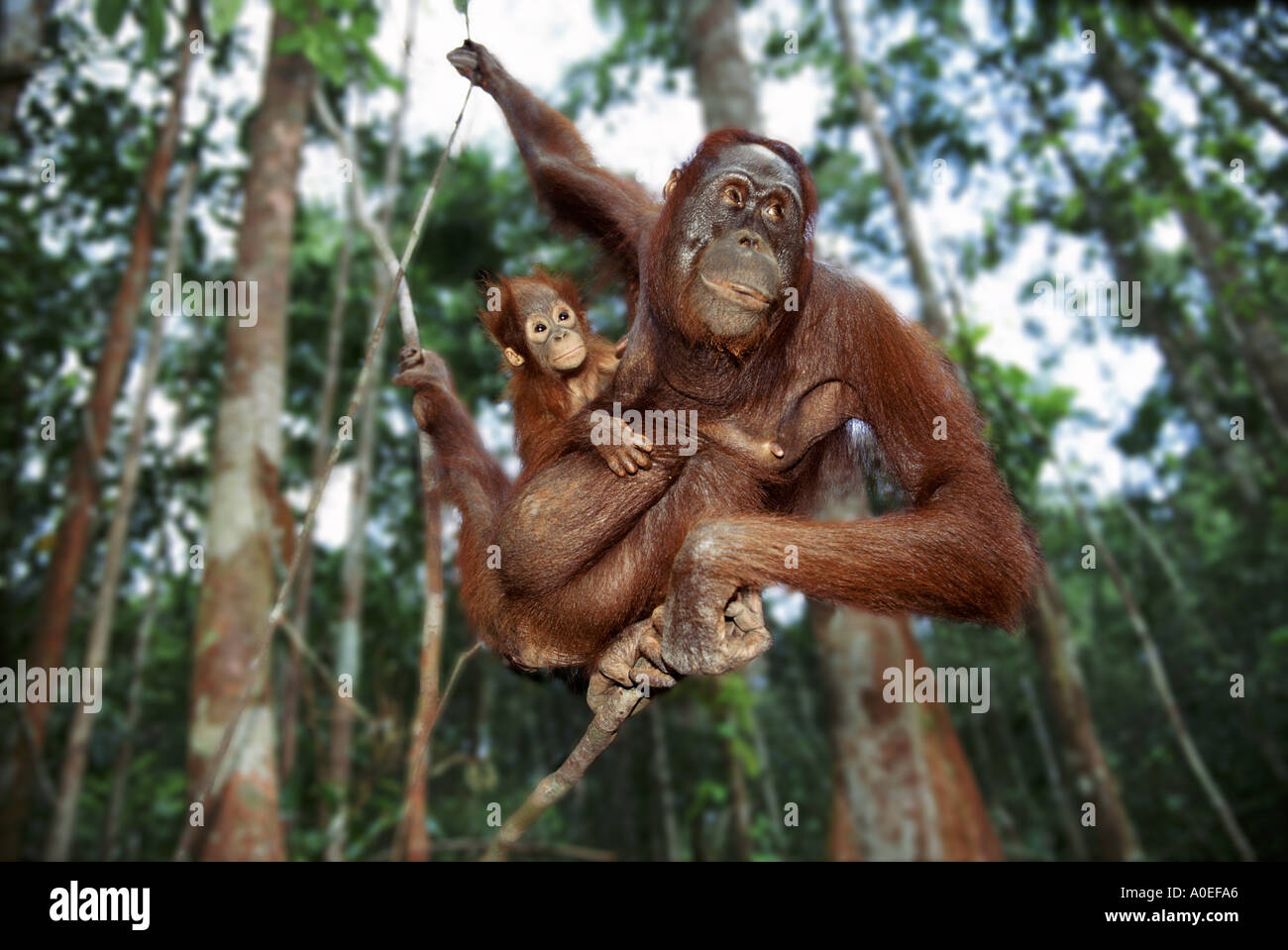 Mother and baby orangutan swinging through the trees Borneo Stock Photo ...