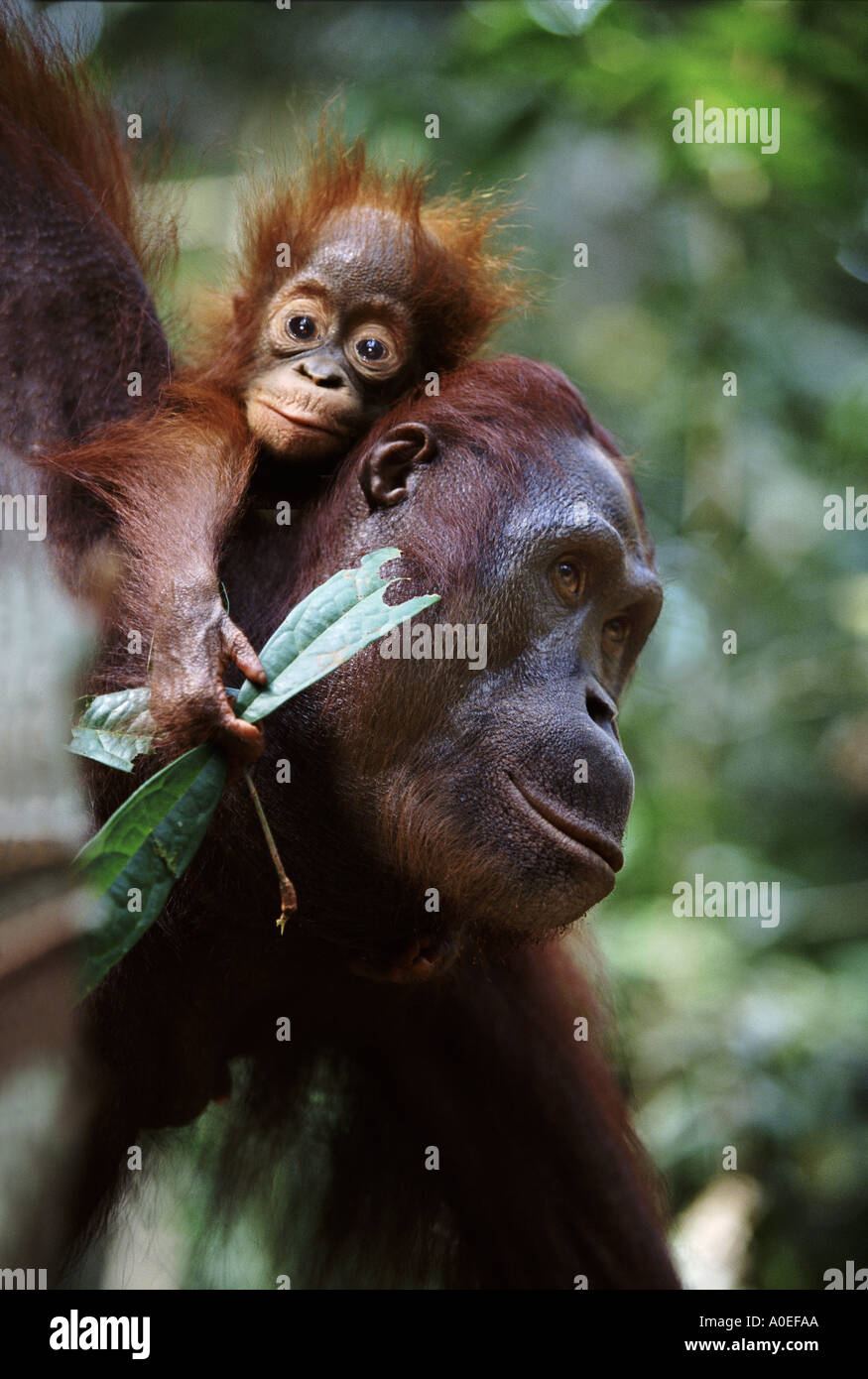 Mother and baby orangutan Borneo Stock Photo - Alamy