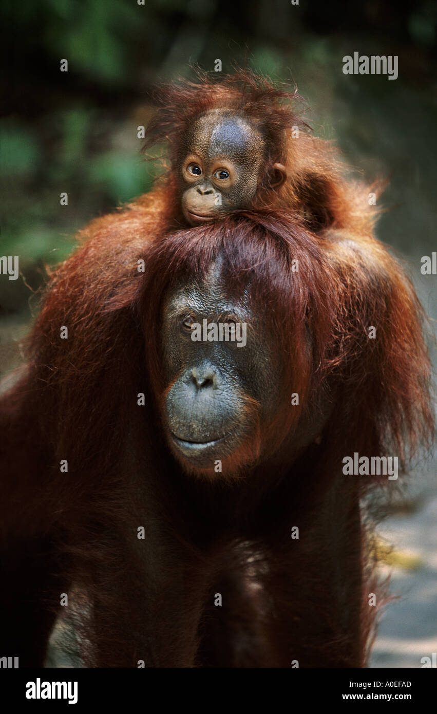Mother and baby orangutan Borneo Stock Photo - Alamy