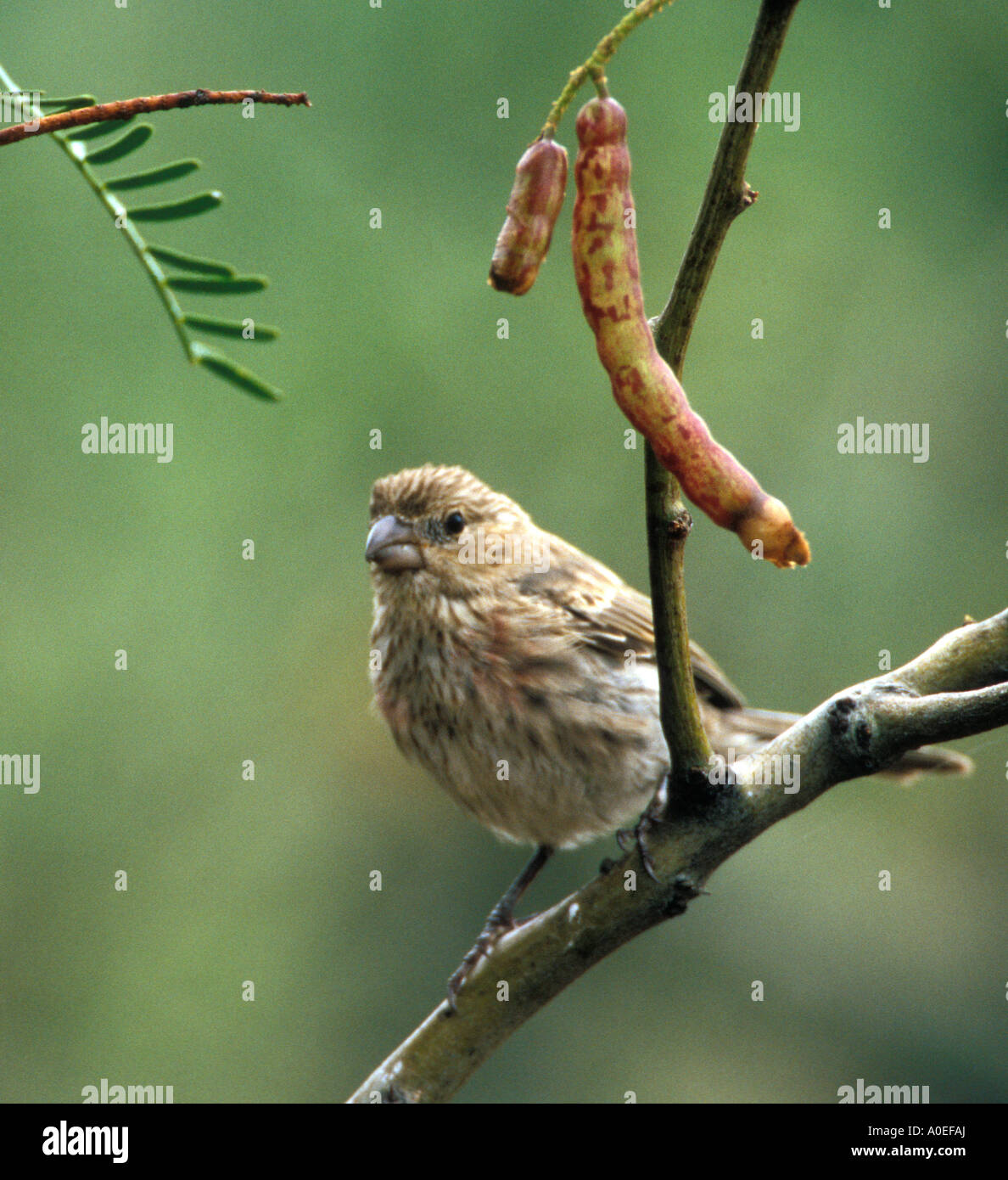 Carpodacus mexicanus arizona female hi-res stock photography and images ...