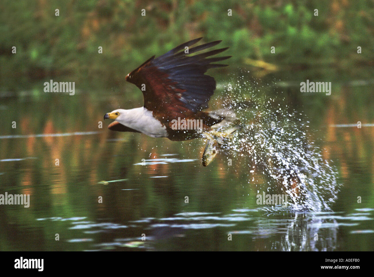 Eagle catching fish hi-res stock photography and images - Alamy