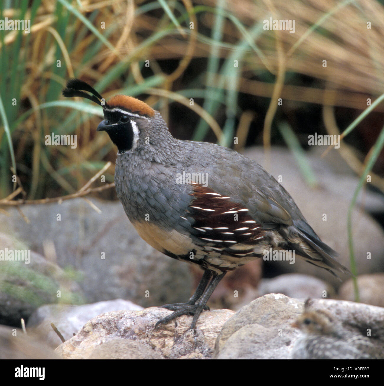 Arizona quails hi-res stock photography and images - Alamy