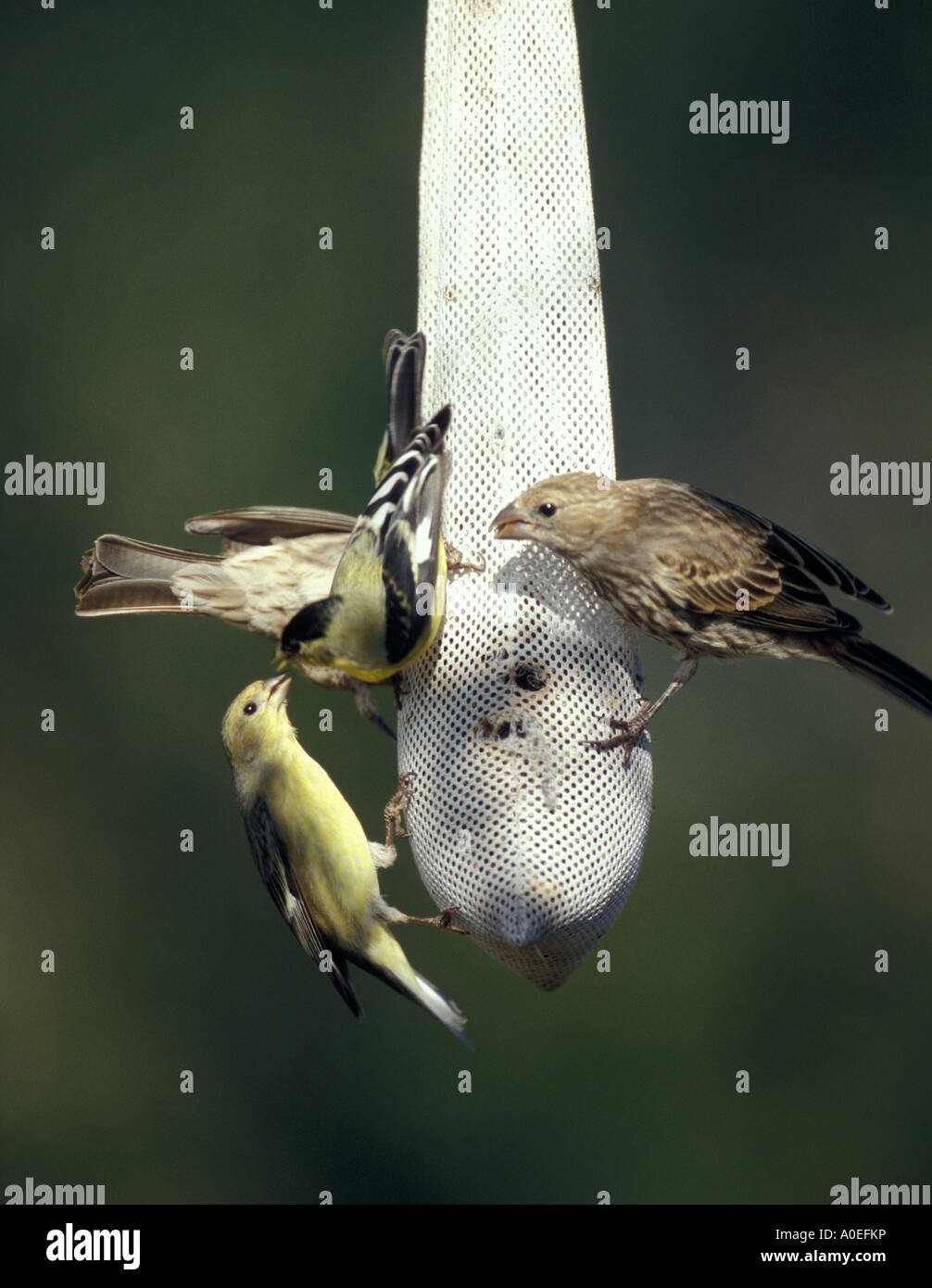 Sock feeder hi-res stock photography and images - Alamy