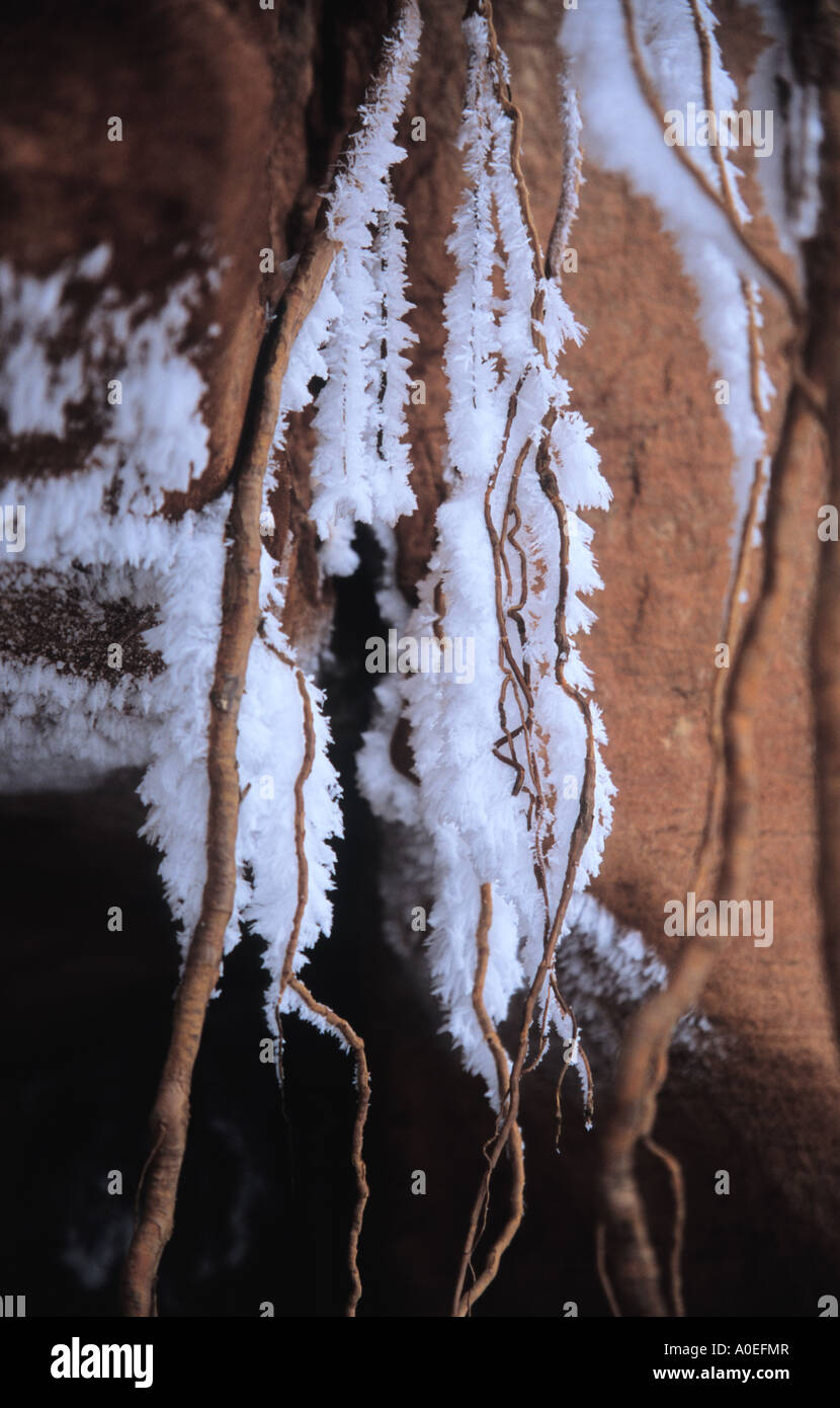 Frost covered roots down hanging Stock Photo - Alamy