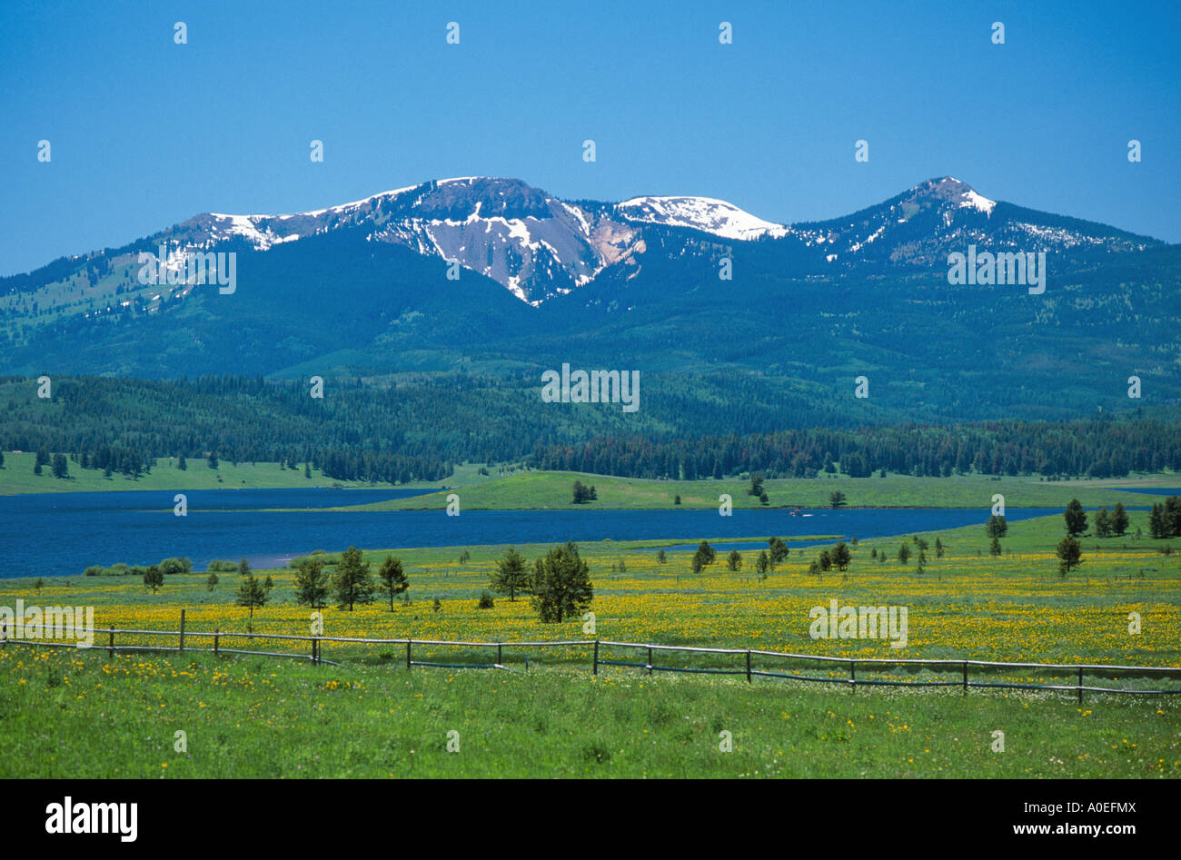 Field of yellow flowers Steamboat Lake Sand Mountain with June snow ...
