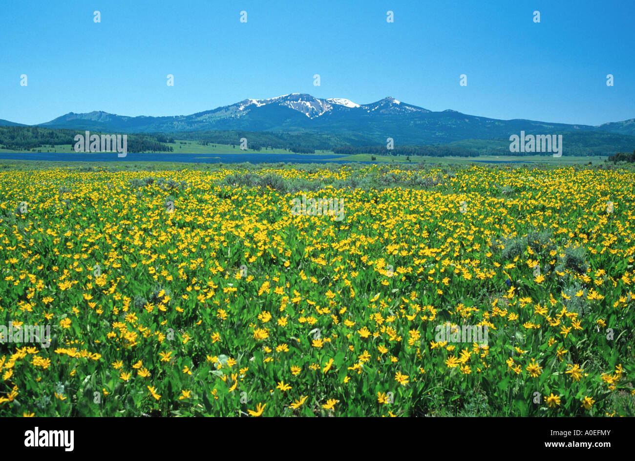 Field of yellow flowers Steamboat Lake Sand Mountain with June snow ...