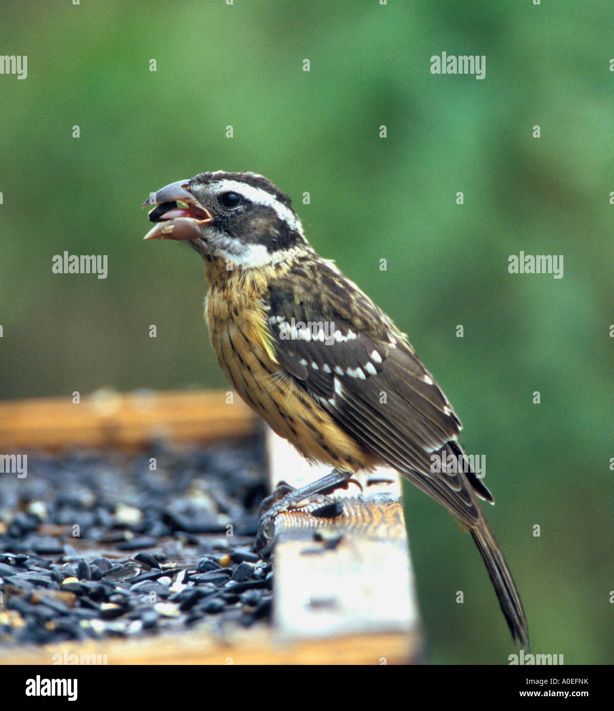 Portal - Arizona - USA Female Black-headed Grosbeak Pheucticus ...