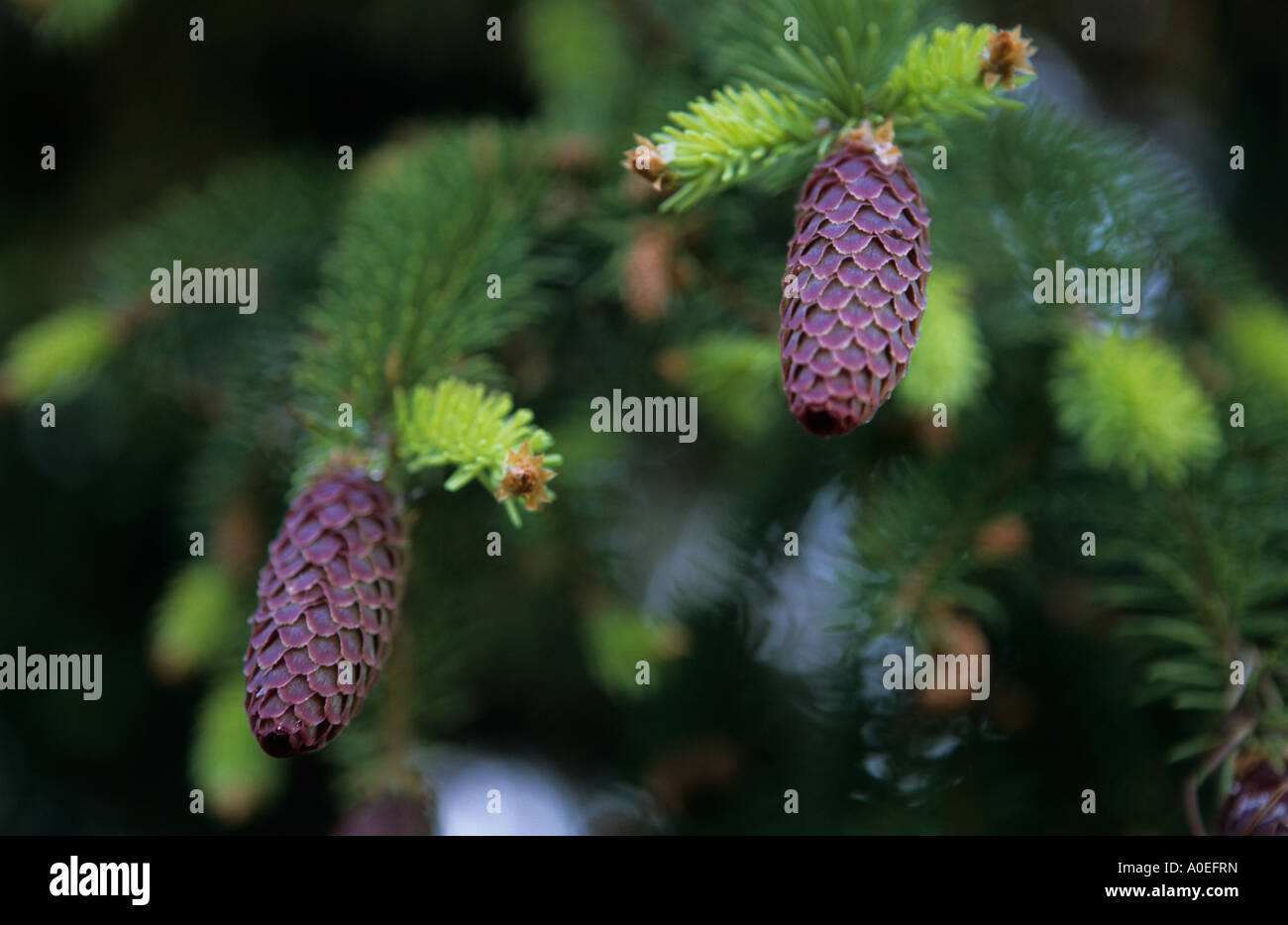 Fir branches young cones hi-res stock photography and images - Alamy