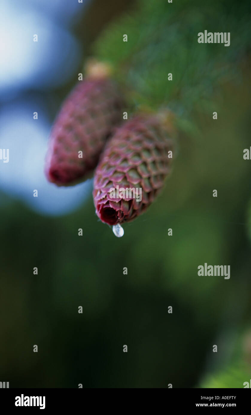Two young fir trees hi-res stock photography and images - Alamy