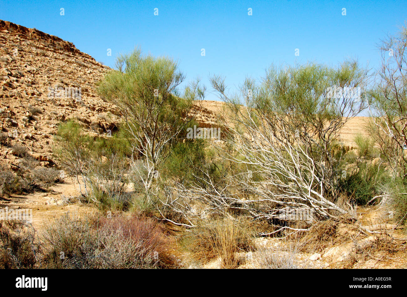 Israel northern plains Negev desert White weeping broom Retama raetam A ...