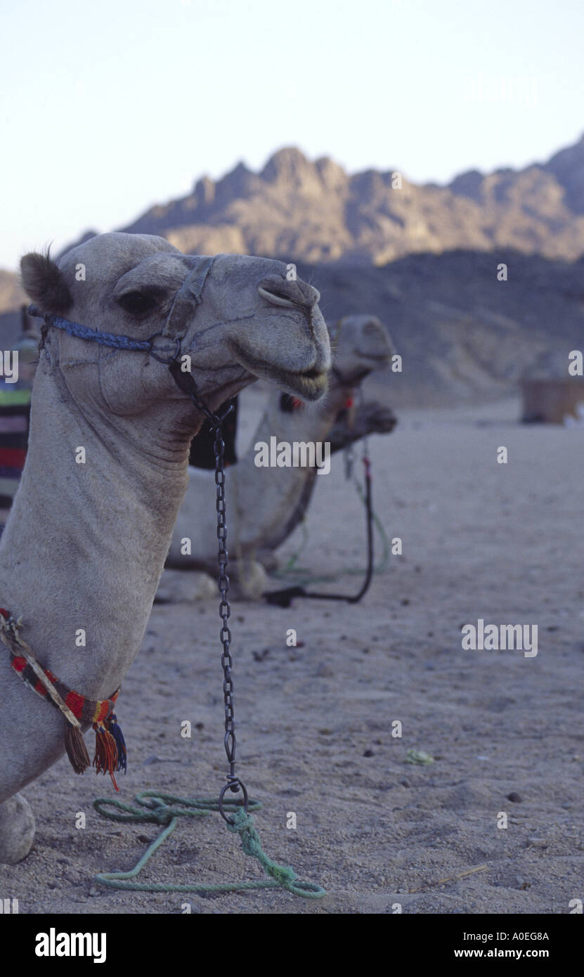 camel in the desert Stock Photo - Alamy