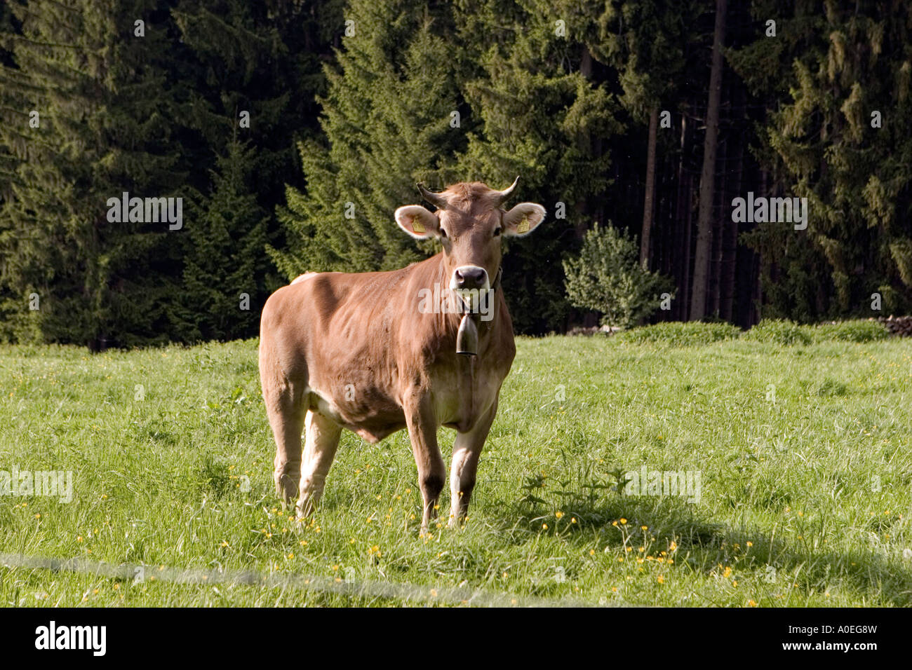 Bavarian Cow With Bell Stock Photo - Alamy