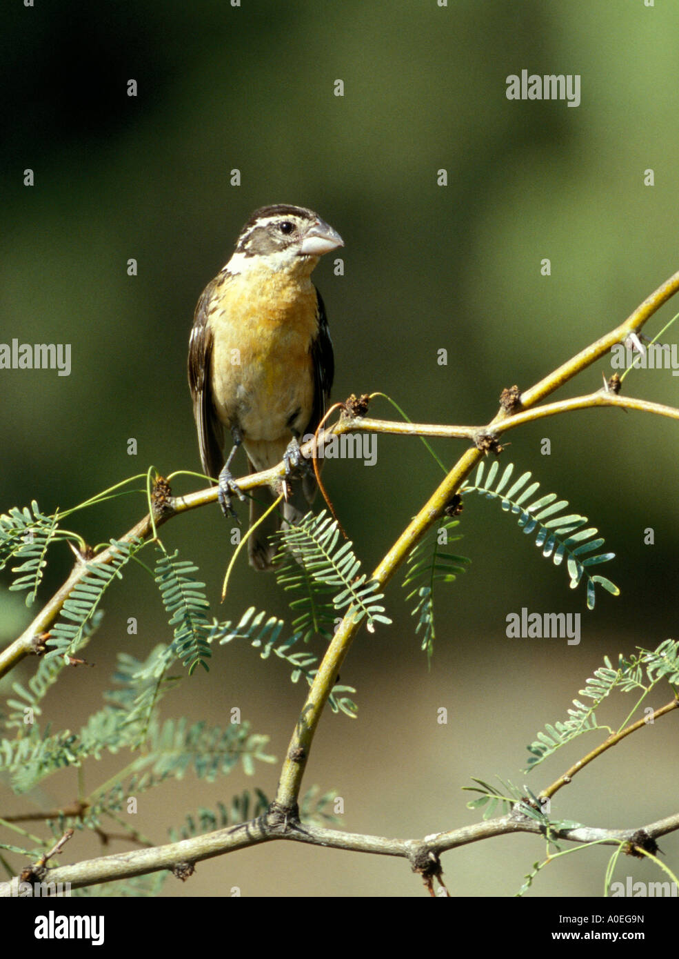 Portal - Arizona - USA Female Black-headed Grosbeak Pheucticus ...