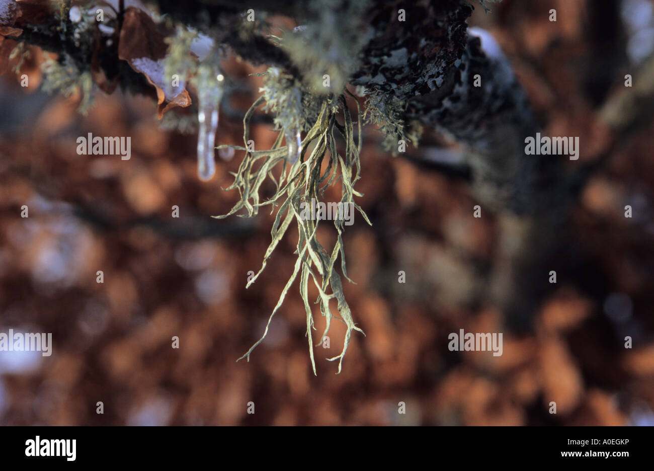 Hanging lichen on branch of a tree Stock Photo - Alamy