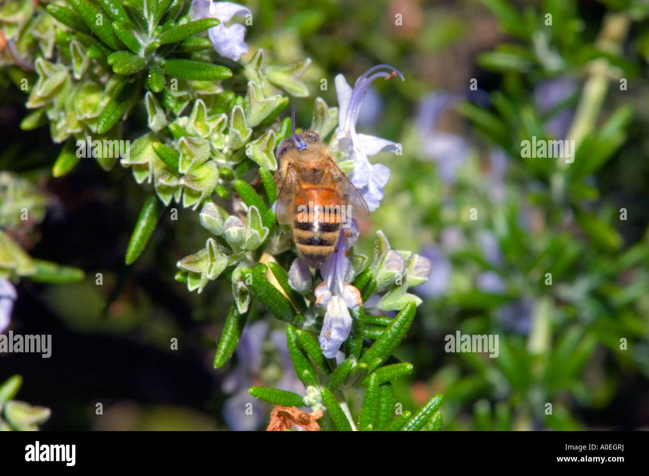 foraging honey bee Stock Photo - Alamy