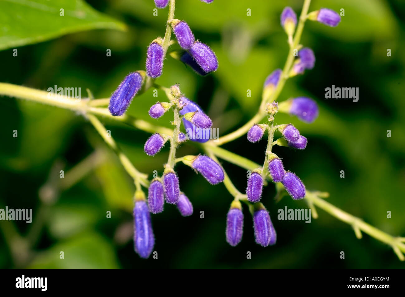 Iochroma cyanea hi-res stock photography and images - Alamy