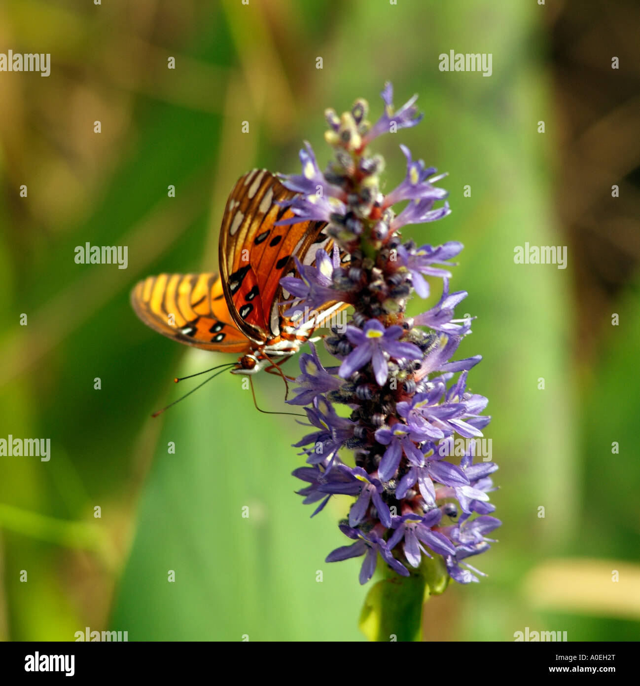 The Gulf Fritillary butterfly Agraulis vanillae Florida USA Stock Photo ...