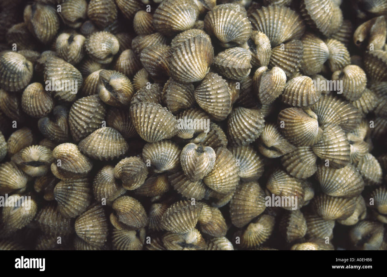 Mussel shell structure hi-res stock photography and images - Alamy