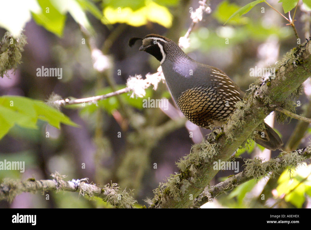 A male California quail Callipepla californica in a rare perching pose ...