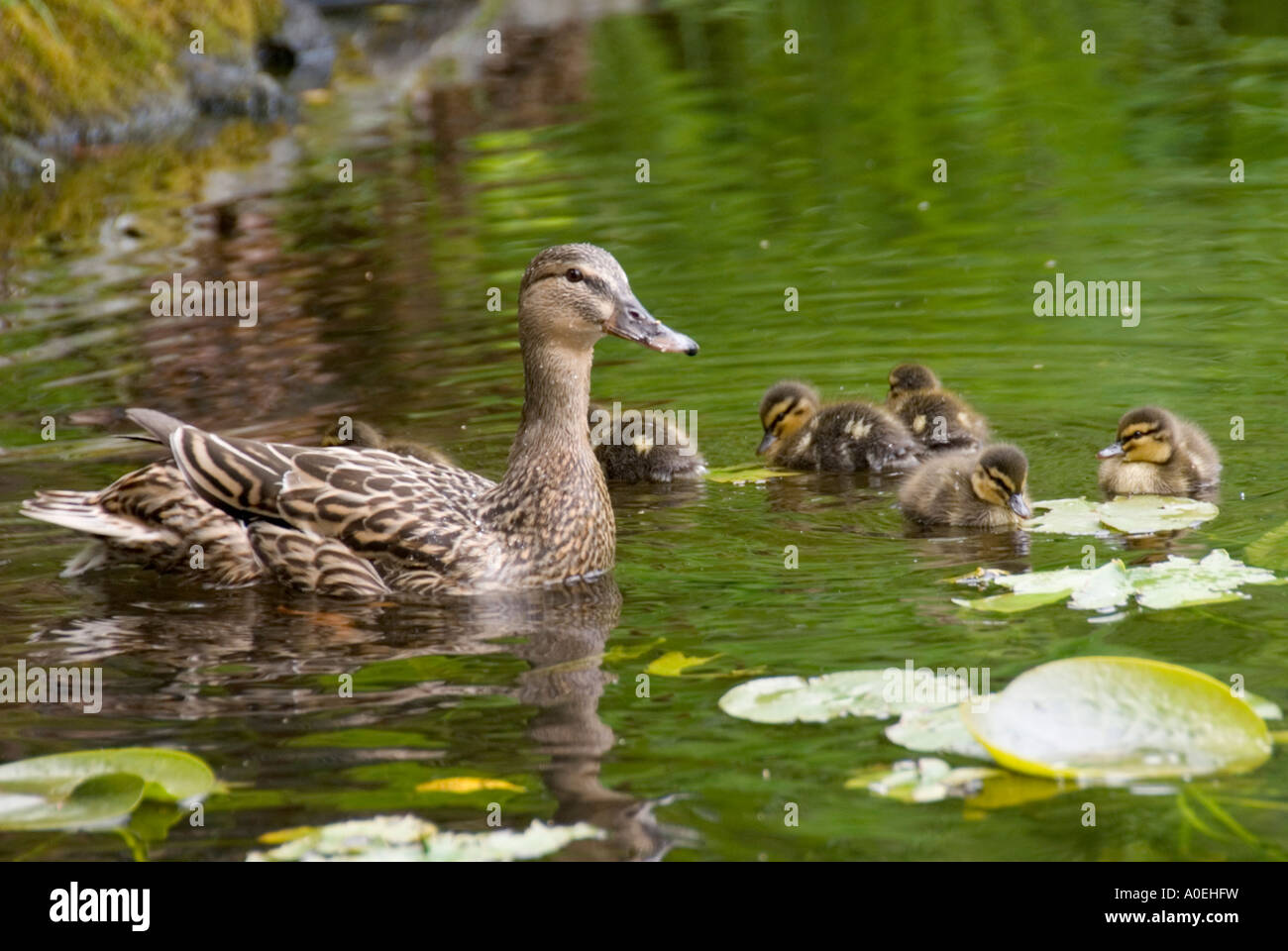 A mother ducks looks cautiously over her brood Stock Photo - Alamy