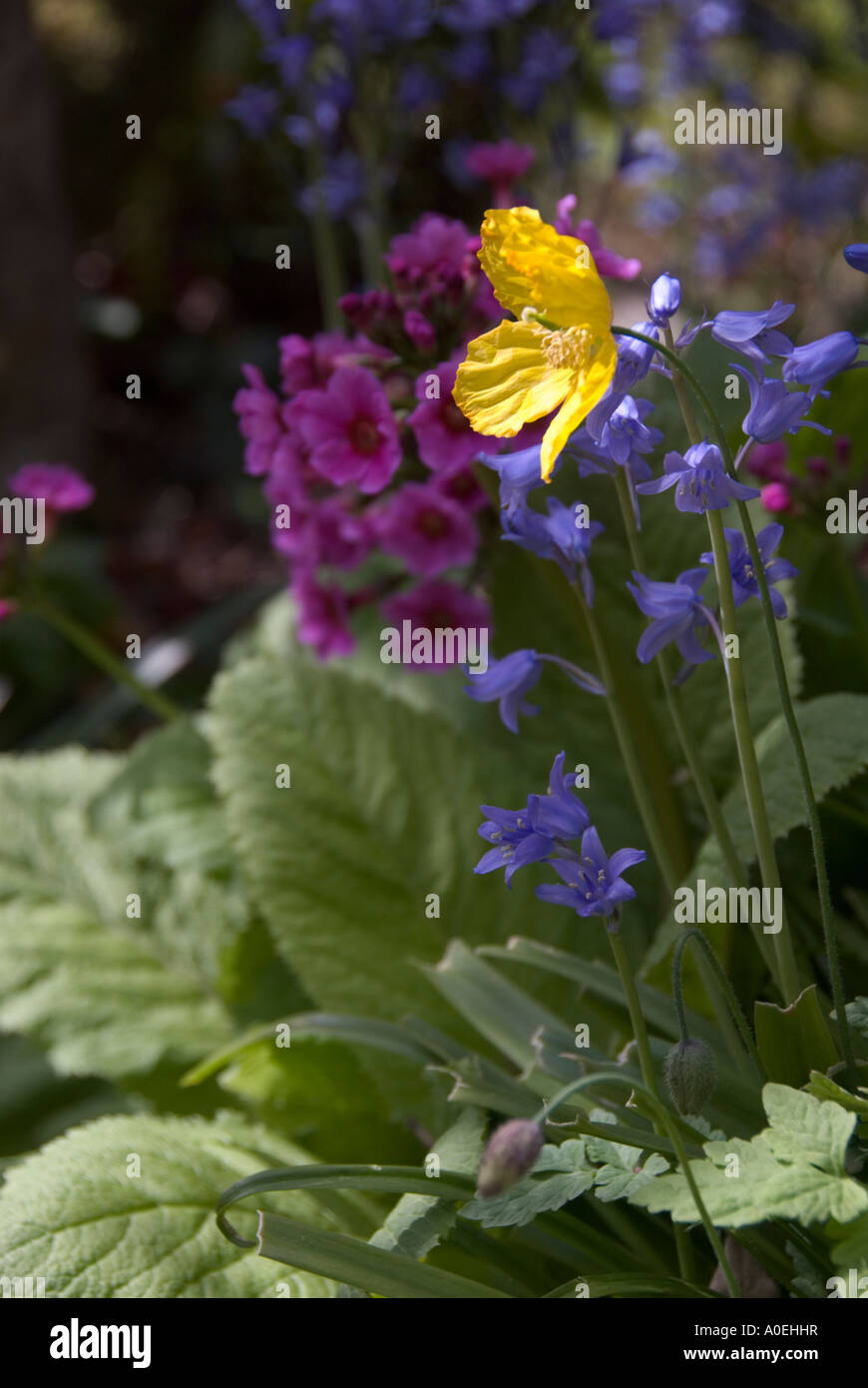 Royal bluebell flower hi-res stock photography and images - Alamy