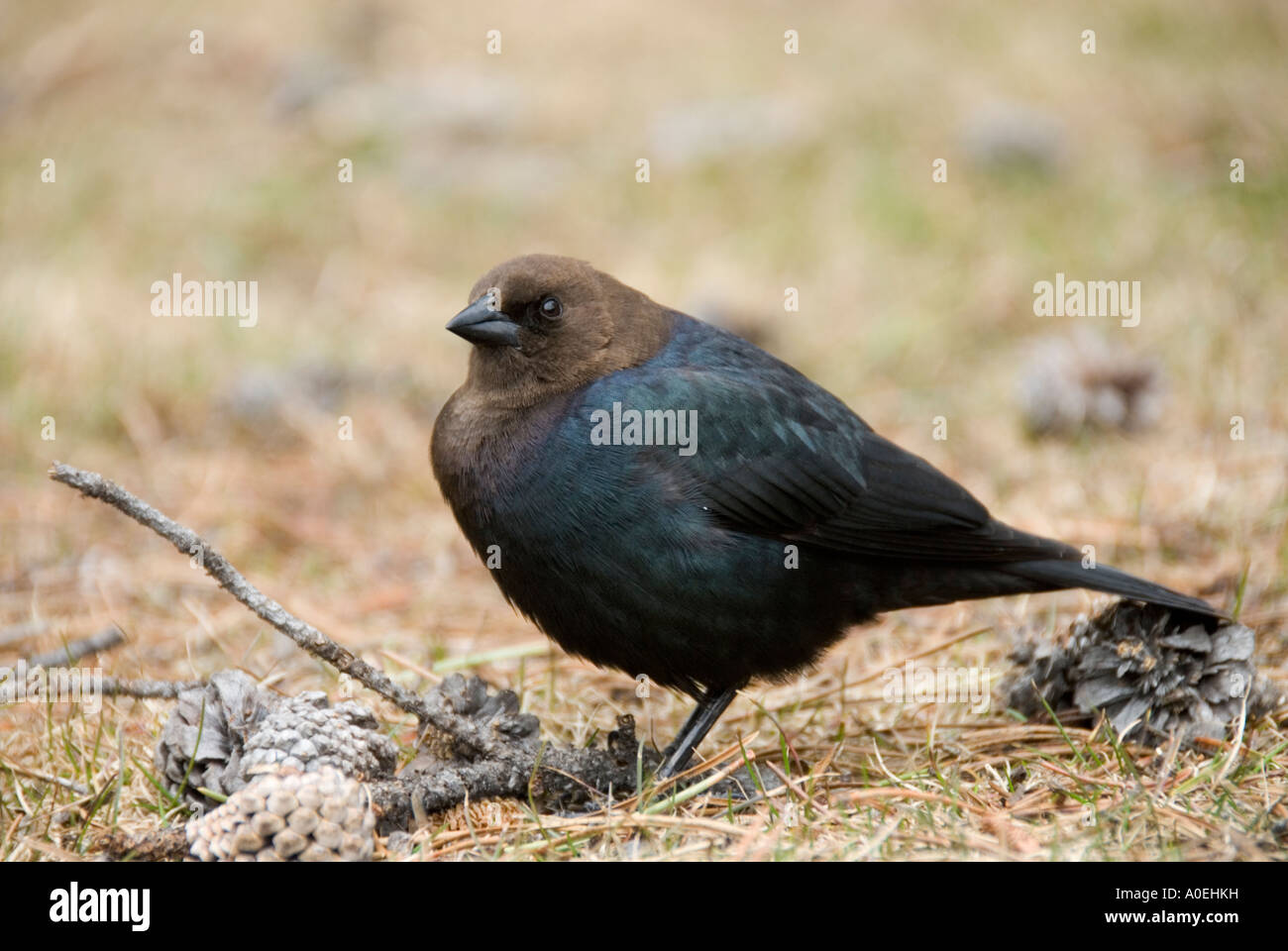 Brown headed cowbird nest hi-res stock photography and images - Alamy
