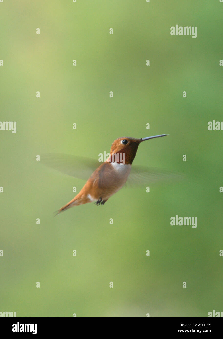 Male rufous hummingbird hovering hi-res stock photography and images - Alamy