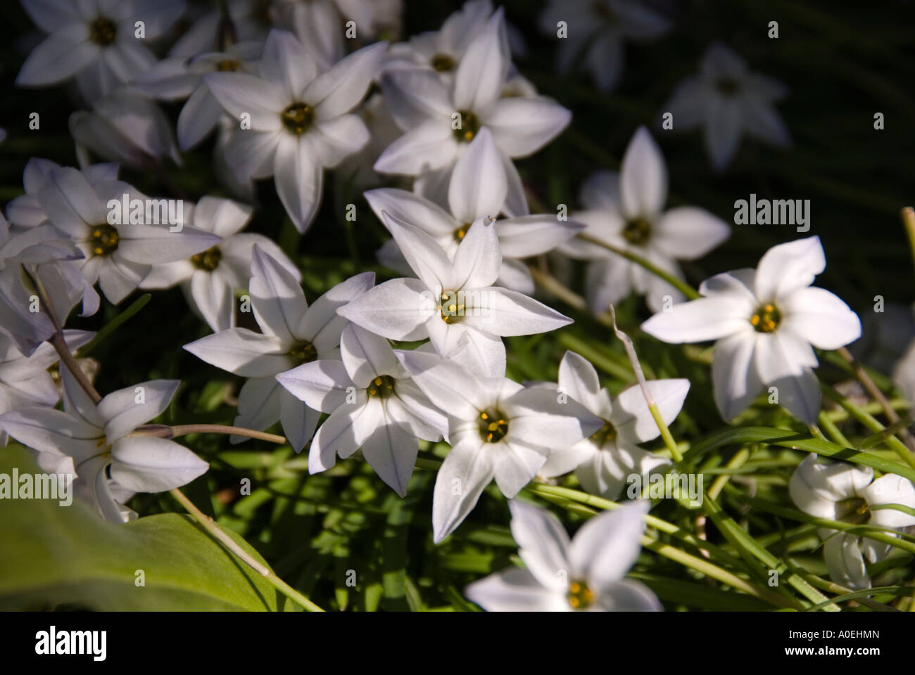 Ipheion white star hi-res stock photography and images - Alamy